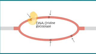 Class Switching.pptx