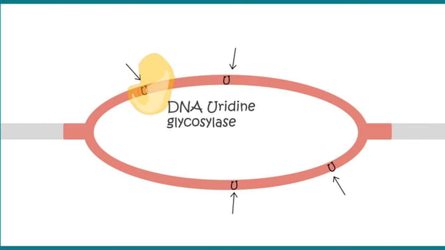 Class Switching.pptx