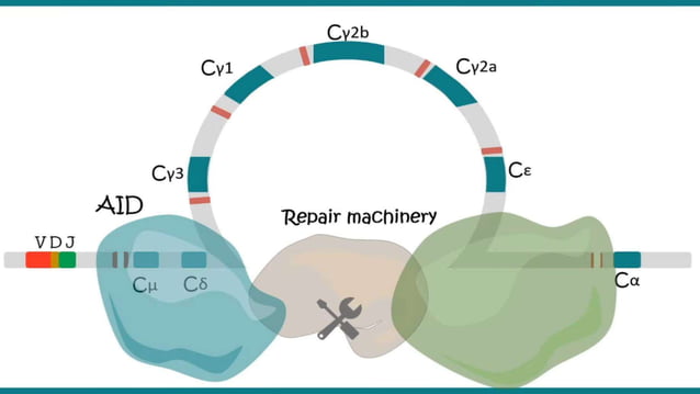 Class Switching.pptx