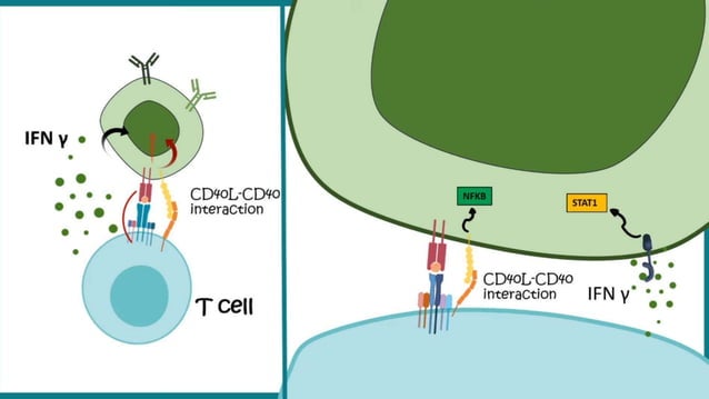 Class Switching.pptx