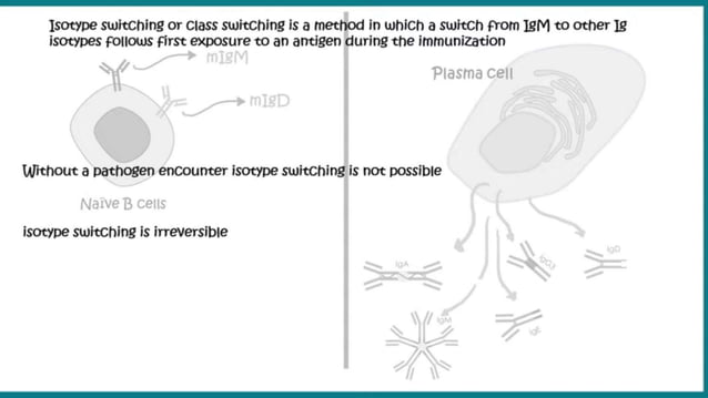 Class Switching.pptx