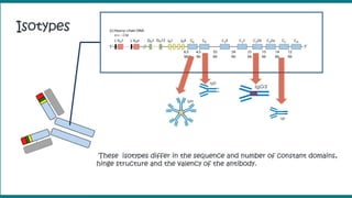 Class Switching.pptx
