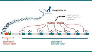 Class Switching.pptx