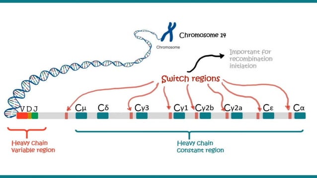 Class Switching.pptx