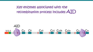 Class Switching.pptx