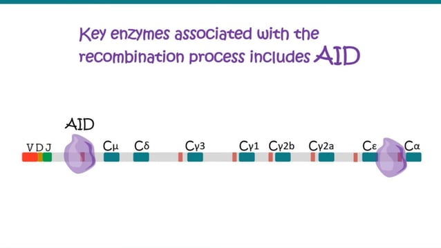 Class Switching.pptx