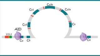 Class Switching.pptx
