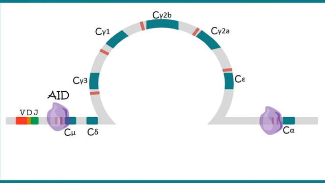 Class Switching.pptx