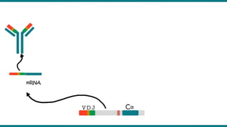 Class Switching.pptx