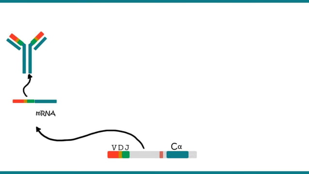 Class Switching.pptx