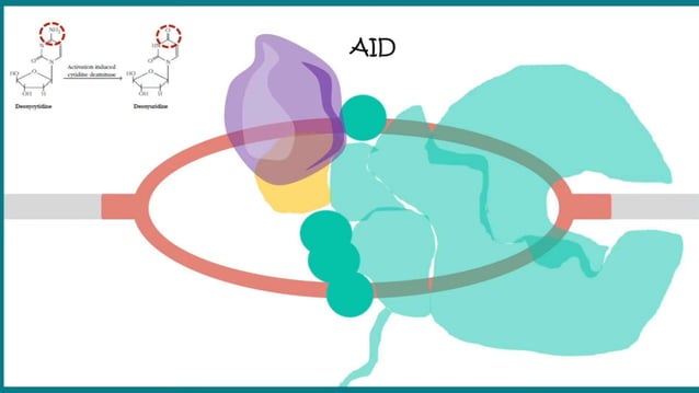 Class Switching.pptx