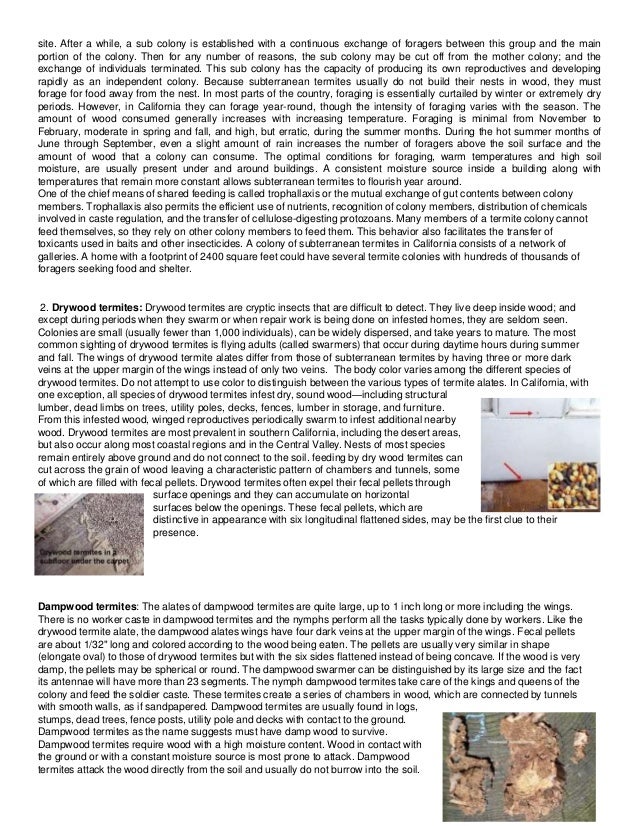 Class TERMITE I.D. Subterranean, Drywood & Dampwood California | PPTX