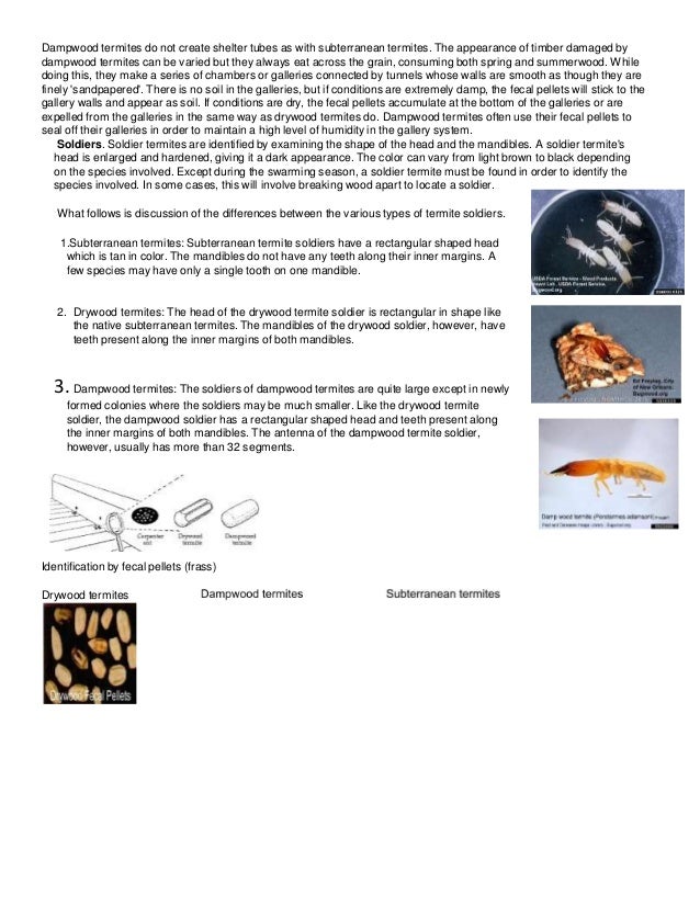 Class TERMITE I.D. Subterranean, Drywood & Dampwood California | PPTX