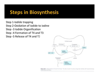 Class thyroid and antithyroid drugs | PDF