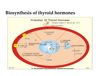 Class thyroid and antithyroid drugs | PDF