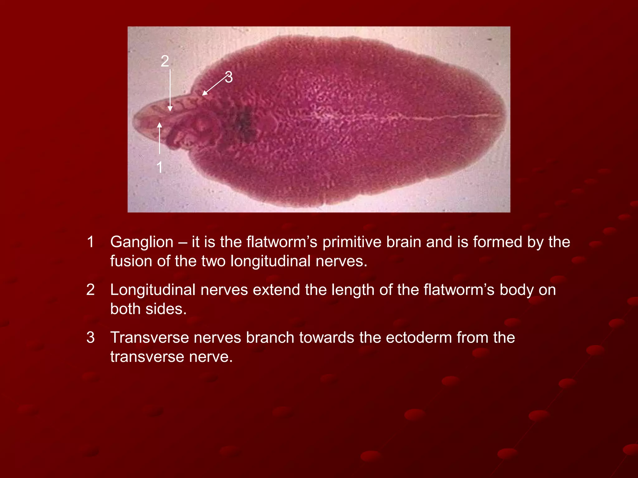Class Trematoda Notes | PPTX