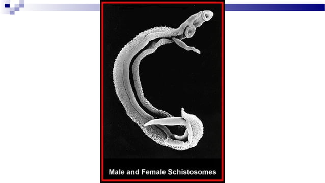 Class Trematoda.pptx Phylum Platyhelminthes | PPT