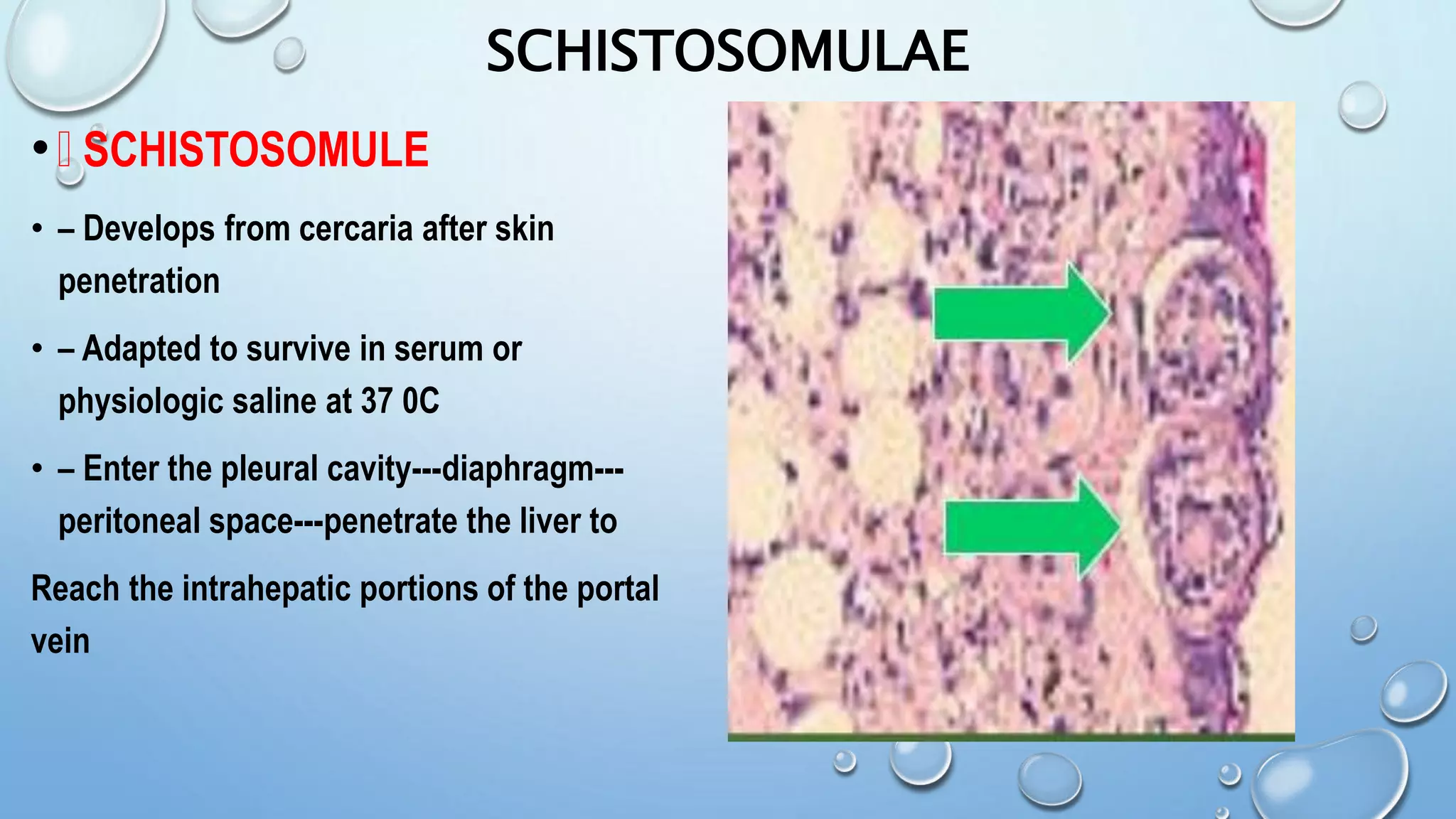 Class trematoda blood fluck | PPTX