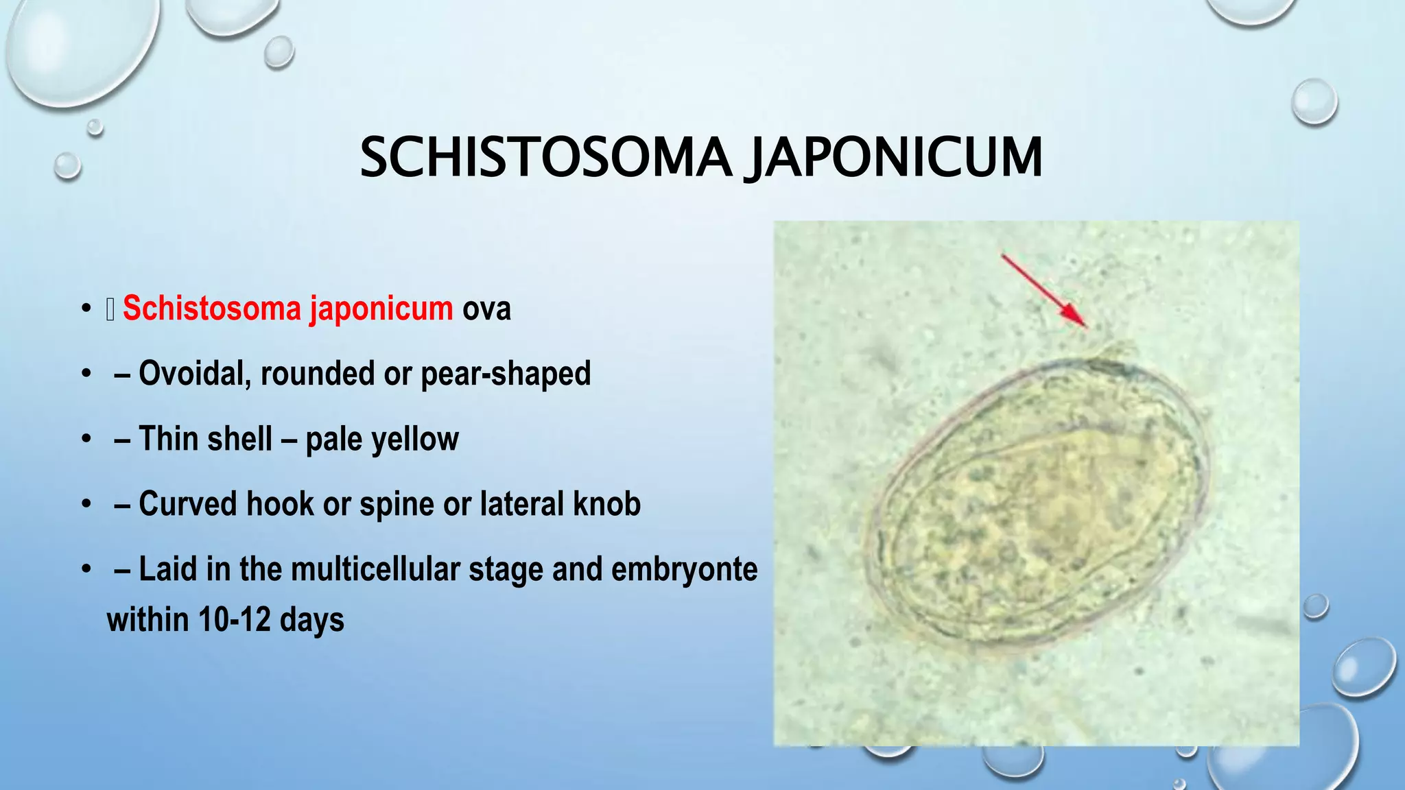 Class trematoda blood fluck | PPTX