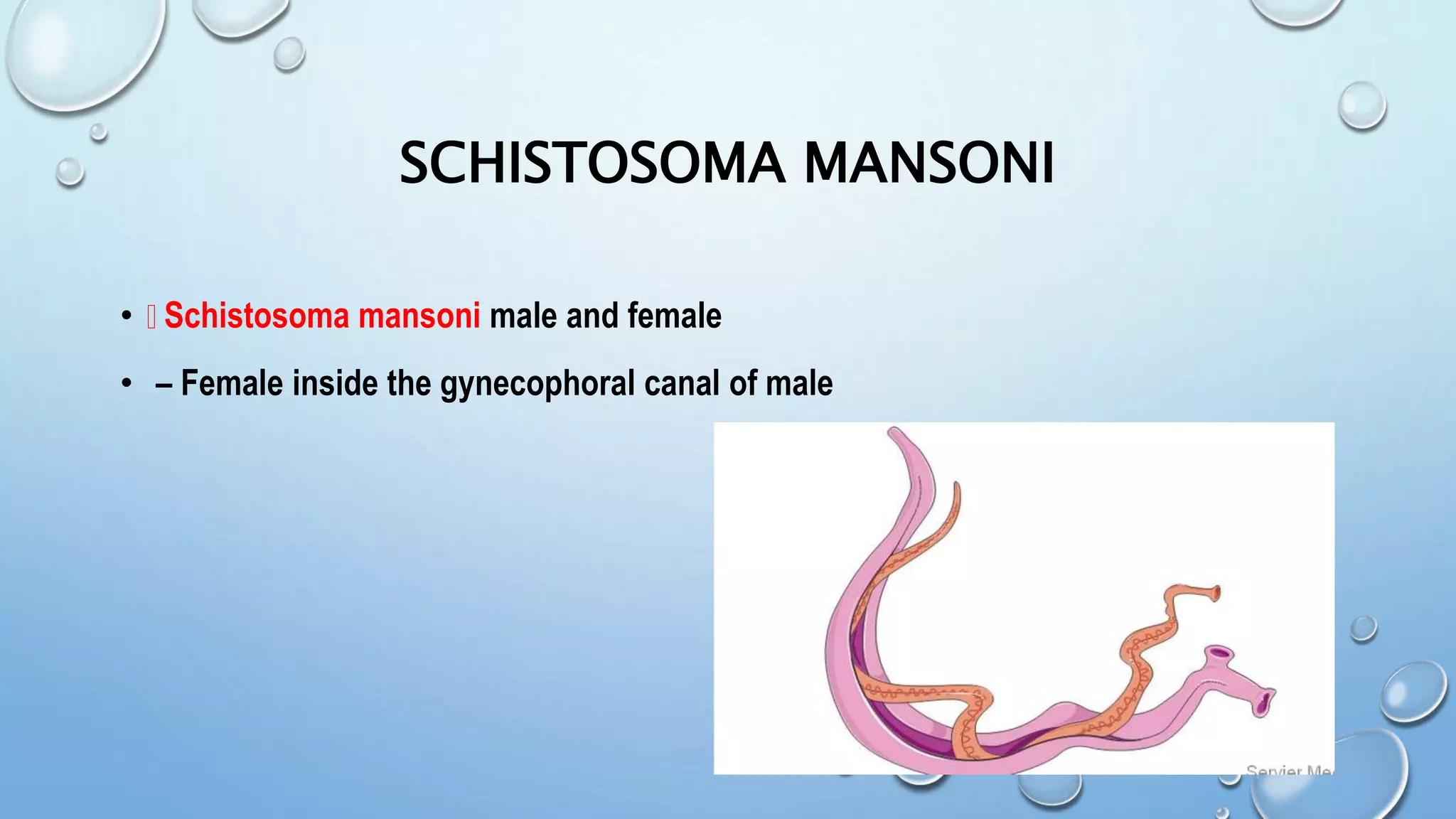 Class trematoda blood fluck | PPTX