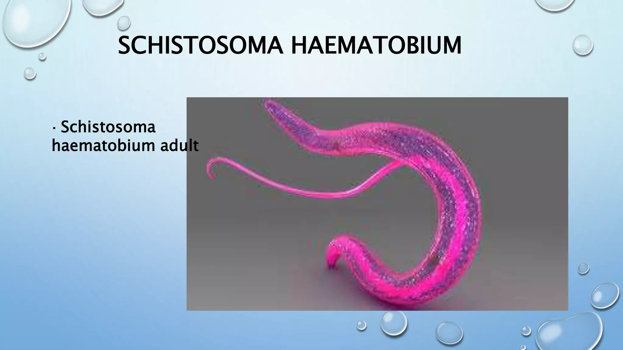 Class trematoda blood fluck | PPTX
