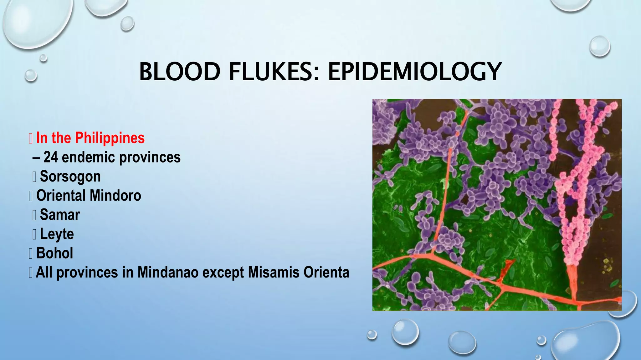 Class trematoda blood fluck | PPTX