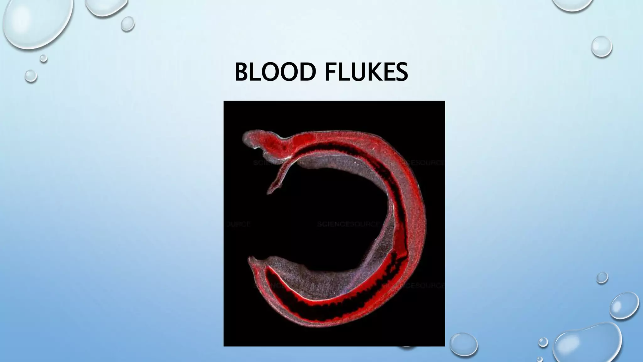 Class trematoda blood fluck | PPTX