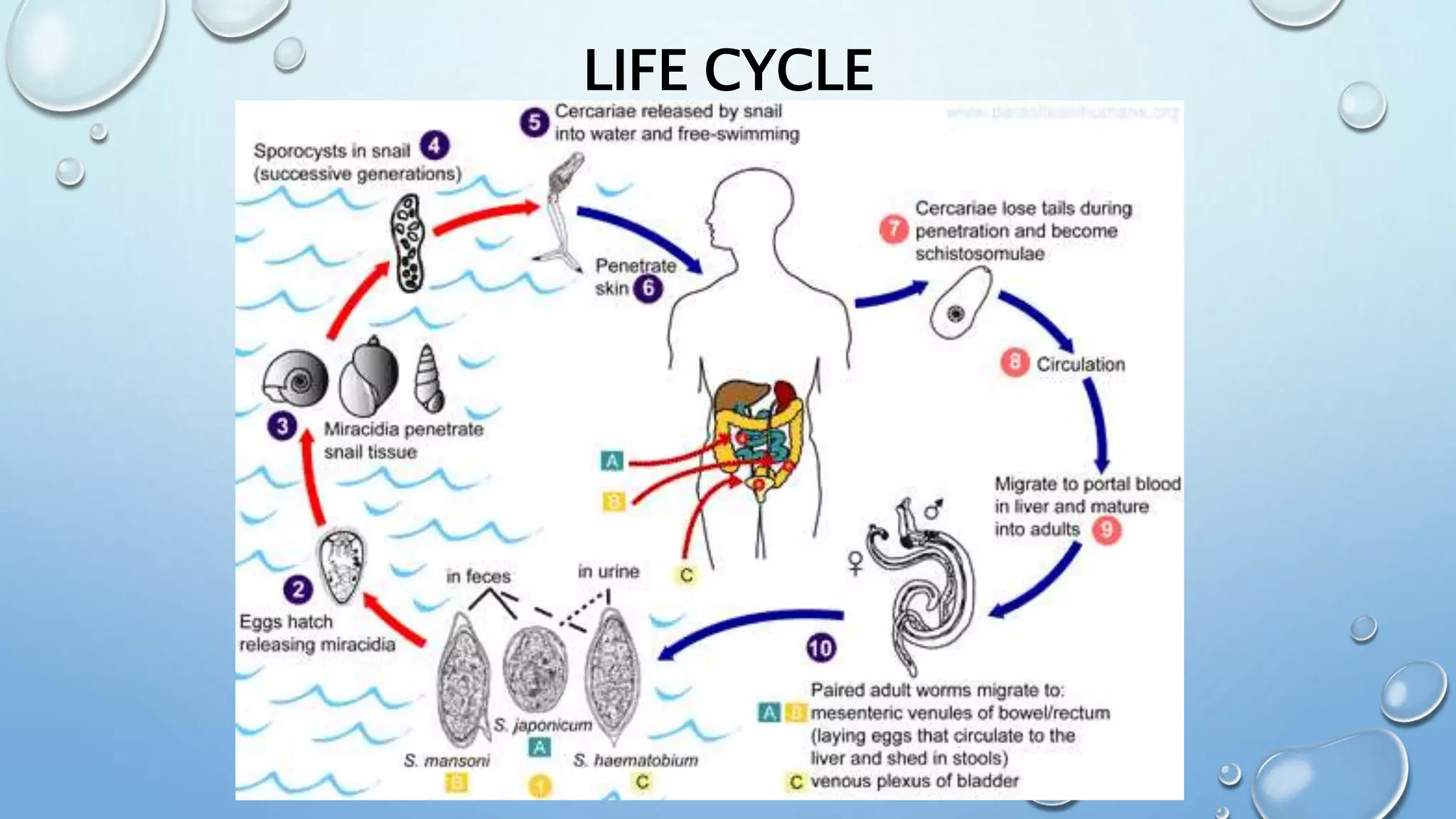 Class trematoda blood fluck | PPTX