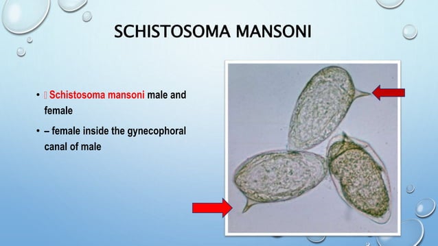 Class trematoda blood fluck | PPTX