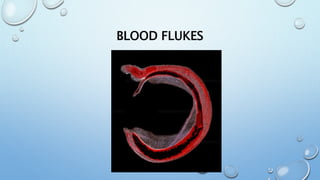 Class trematoda blood fluck | PPTX