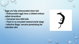 Class trematoda blood fluck | PPTX