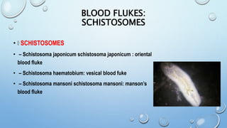 Class trematoda blood fluck | PPTX