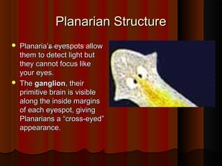 Class Turbellaria Notes | PPT