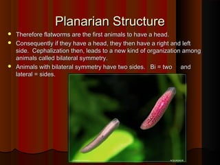Class Turbellaria Notes | PPT