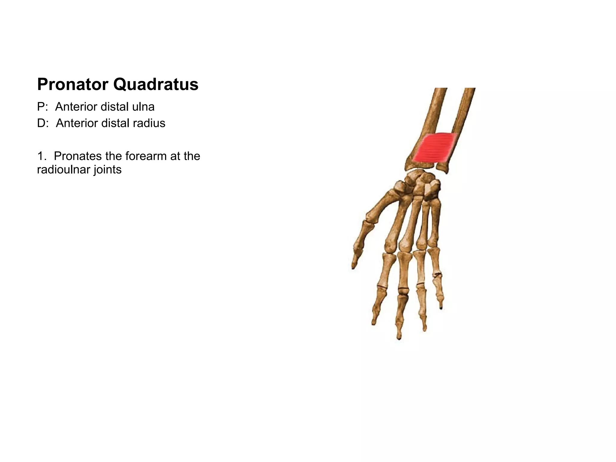 Class Two Ap1 Muscles | PPT | Death, Injury, or Military Conflict ...
