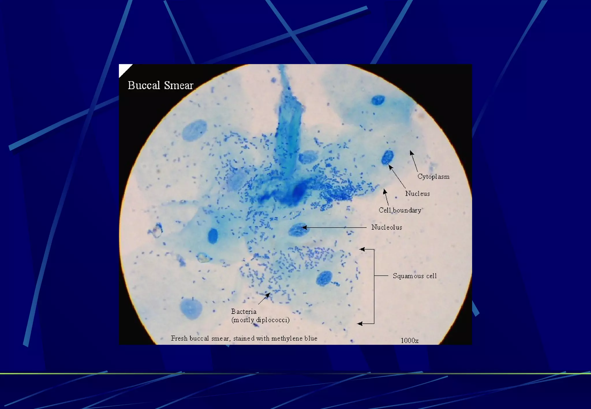 microscopy and staining | PPT