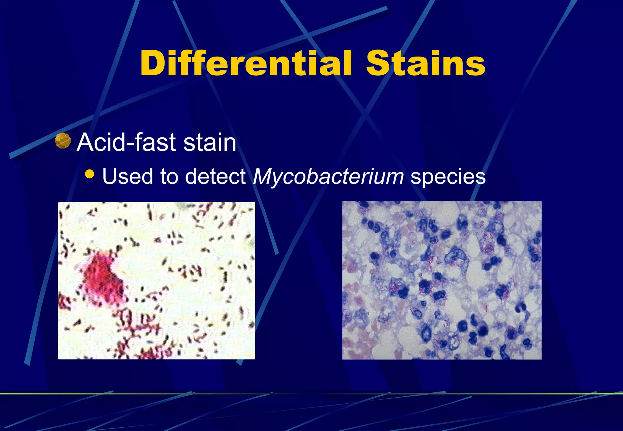 microscopy and staining | PPT