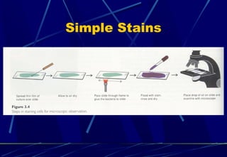 microscopy and staining | PPT