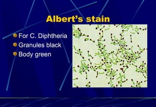 microscopy and staining | PPT
