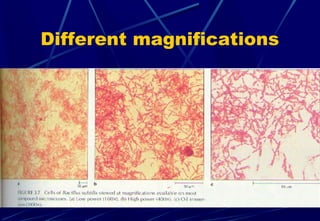 microscopy and staining | PPT