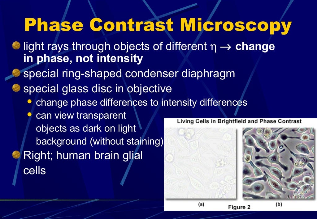 microscopy and staining