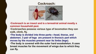 VARIOUS KINDS OF MOVEMENTS IN ANIMALS | PDF