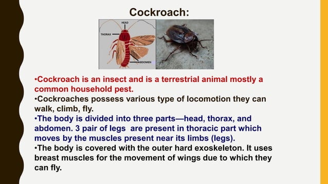VARIOUS KINDS OF MOVEMENTS IN ANIMALS | PPT