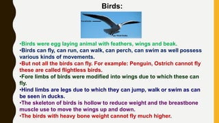 VARIOUS KINDS OF MOVEMENTS IN ANIMALS | PDF