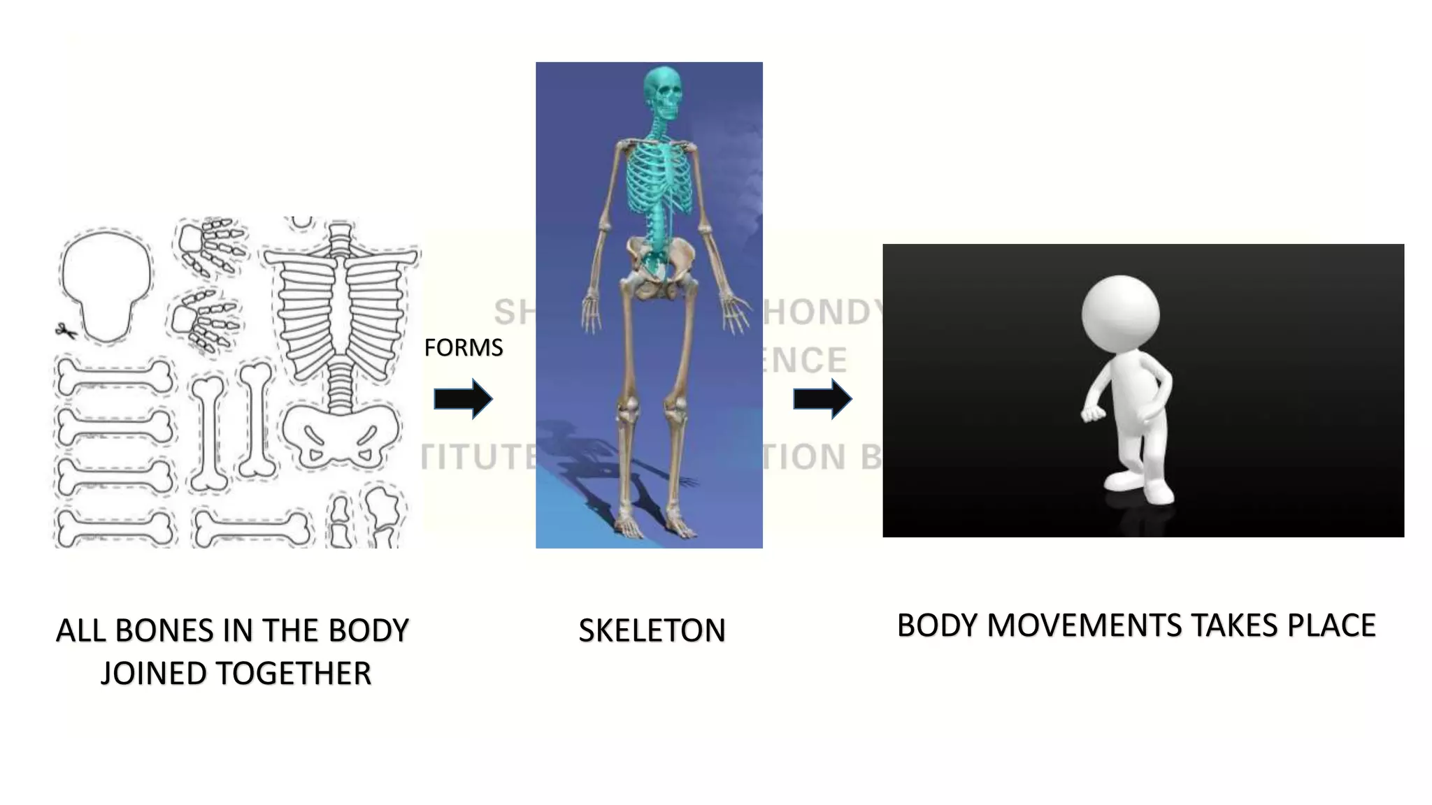 CLASS 6 - BODY MOVEMENTS - NCERT | PPTX