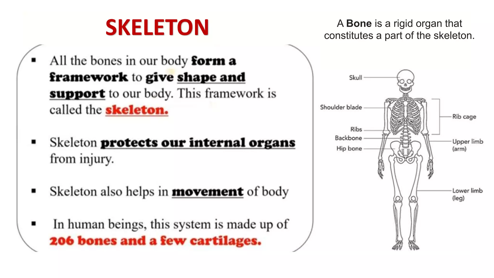 CLASS 6 - BODY MOVEMENTS - NCERT | PPTX