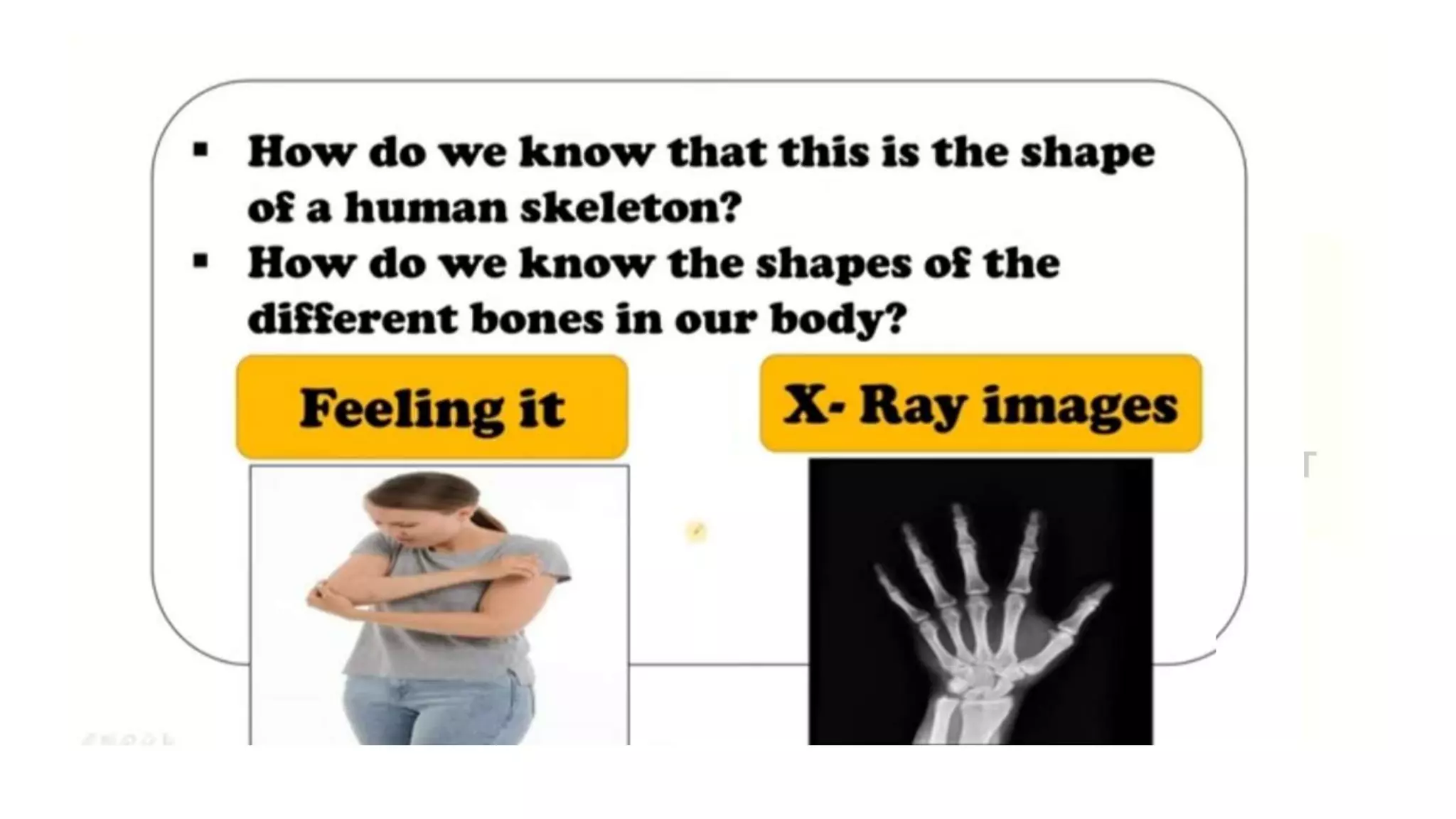 CLASS 6 - BODY MOVEMENTS - NCERT | PPTX