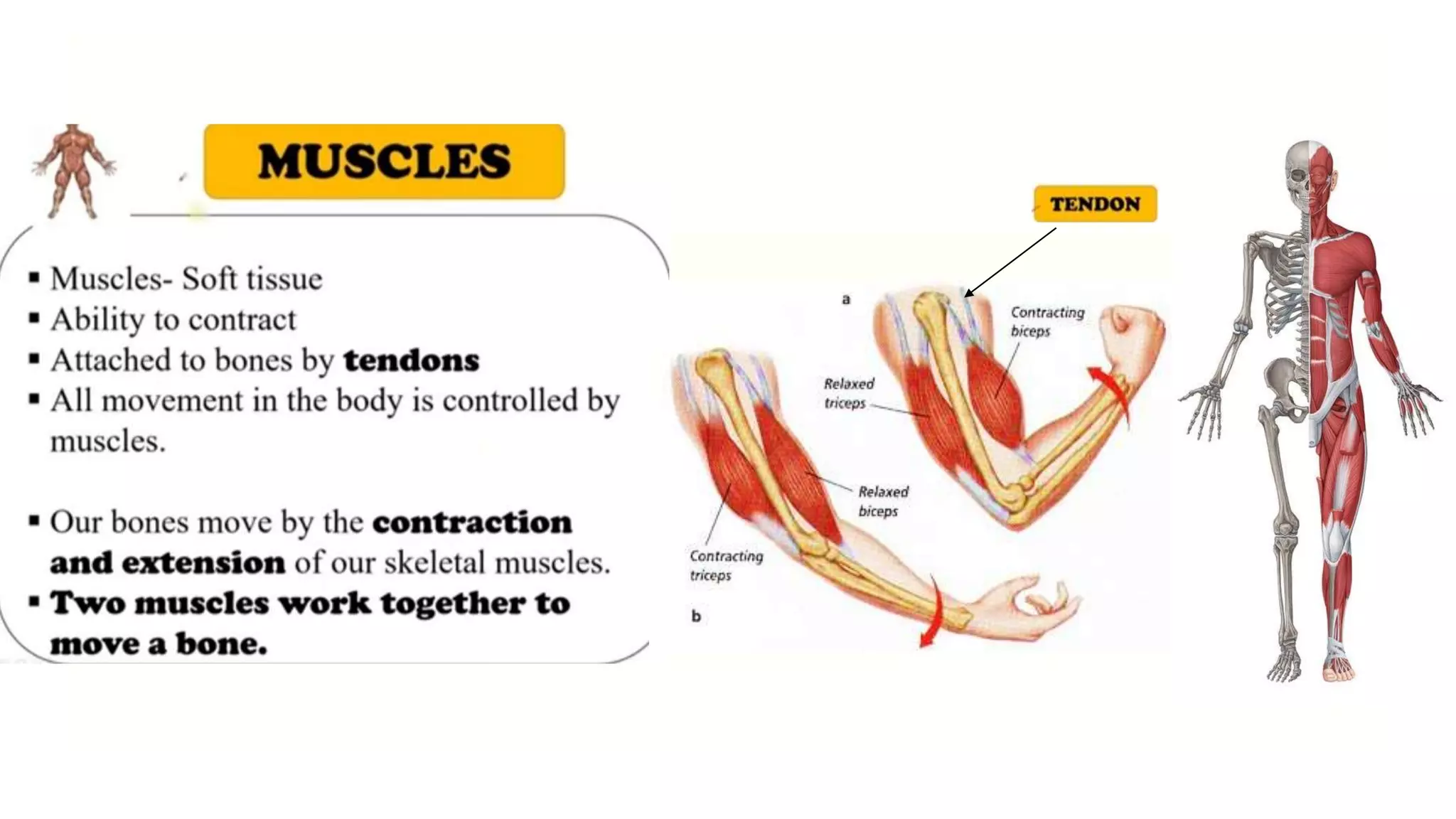 CLASS 6 - BODY MOVEMENTS - NCERT | PPTX