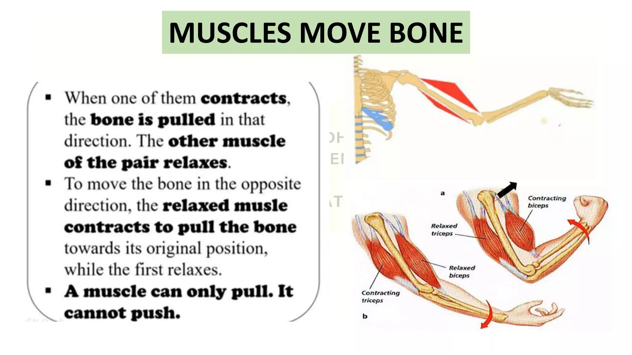 CLASS 6 - BODY MOVEMENTS - NCERT | PPTX