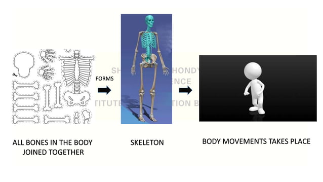 CLASS 6 - BODY MOVEMENTS - NCERT | PPTX
